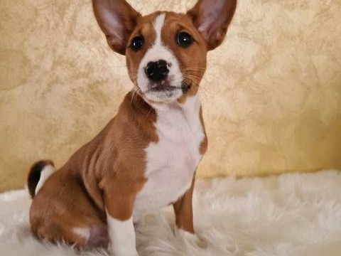 Basenji TOP stenci