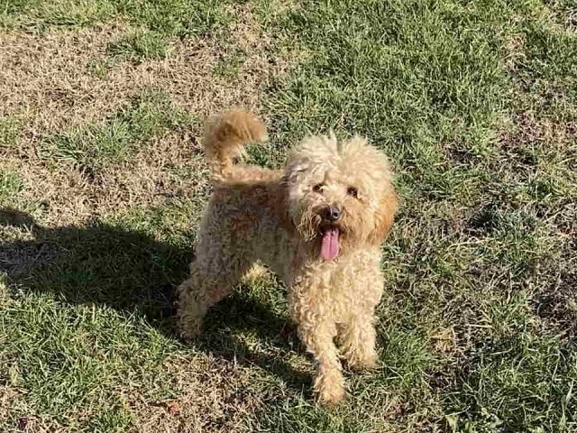 Mlada zenka pudle, aprikot, sa rodovnikom