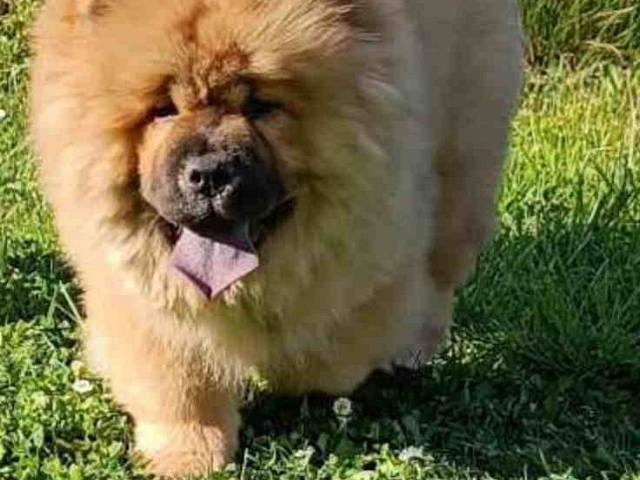 Stenci chow chow, 4 meseca stari