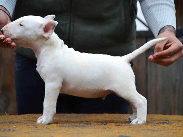 Izuzetna, lepo odnegovana štenad bulterijera