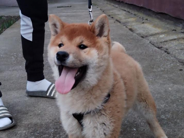 Shiba inu