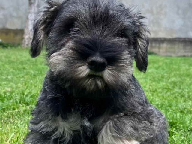 Patuljasti Šnaucer Miniature Schnauzer