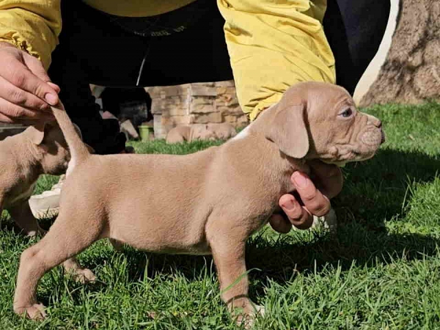 American bully exotic stenci u lilac boji