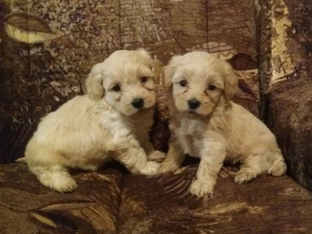 MALTIPOO, štenad, 2 mužijačiçao