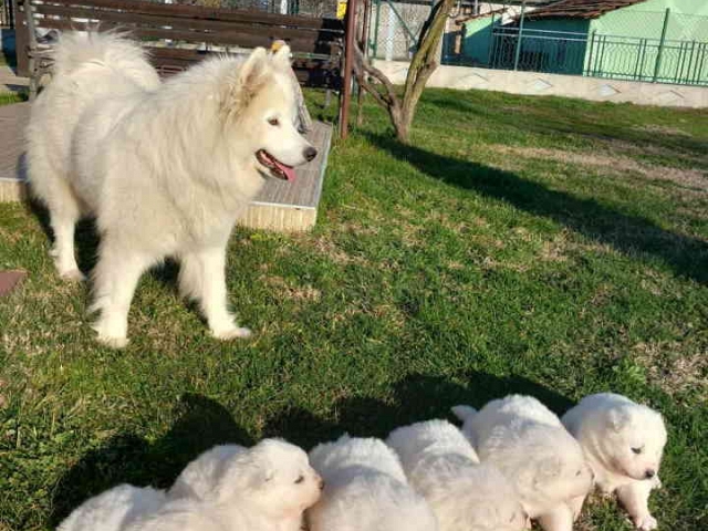 Na prodaju štenci sibirskog SAMOJEDA četiri ženke