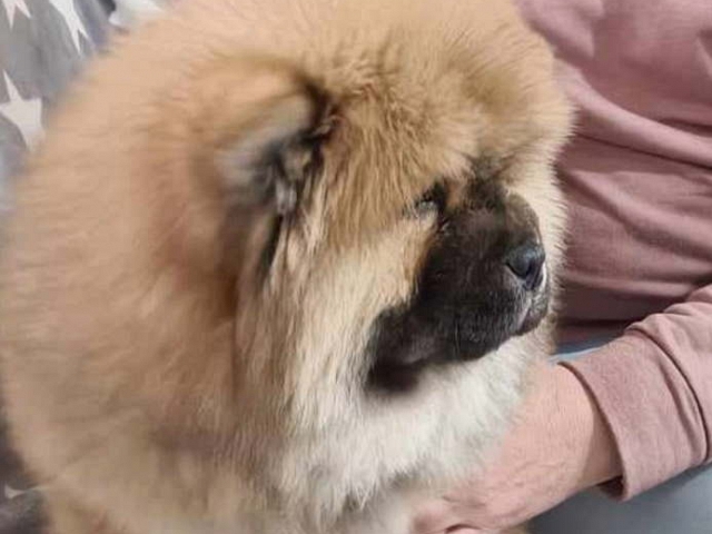 Stenci CHOW CHOW 3 meseca stari