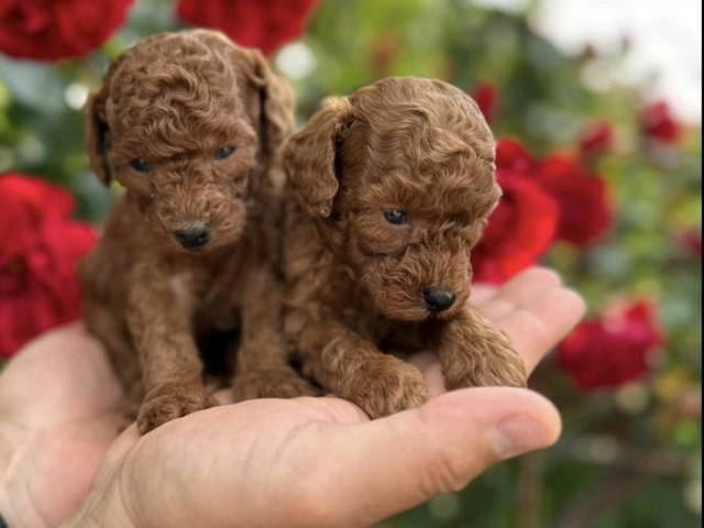 Mužjaci i ženke Patuljastih PUDLI
