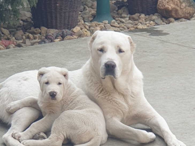 Prodajem žensko štene AZIJATA.