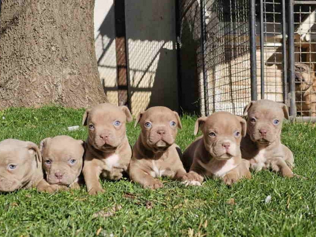 American bully exotic stenci