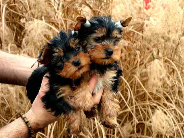 Mužjaci i ženke čistokrvnih jorkija