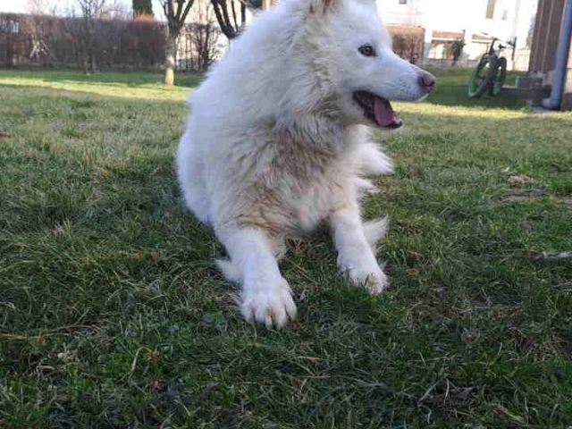 POKLANJAM čistokrvnu ženku SAMOJEDA