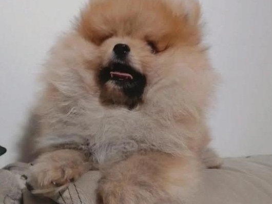 Čistokrvni štenci Pomeranca BOO