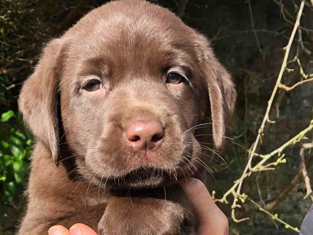 Na prodaju kučići čokoladni labradori, vrhunskog kvaliteta,