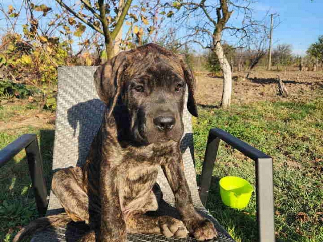 CANE CORSO, dva muska tigrasta steneta