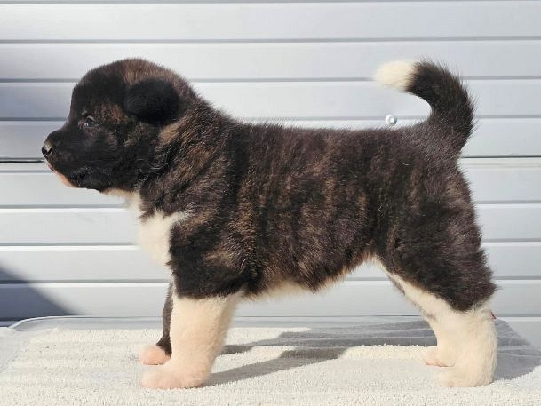 Americka Akita, TOP stenci