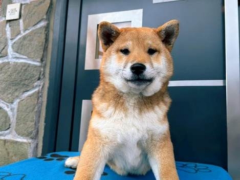 Shiba inu TOP stenci