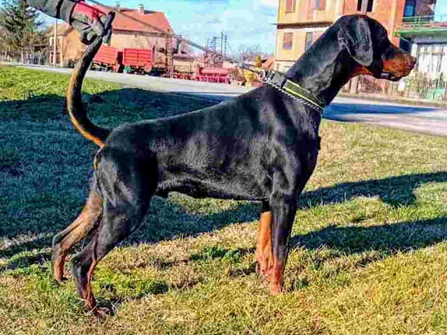 DOBERMAN na prodaju, mladi mužijak od godinu dana