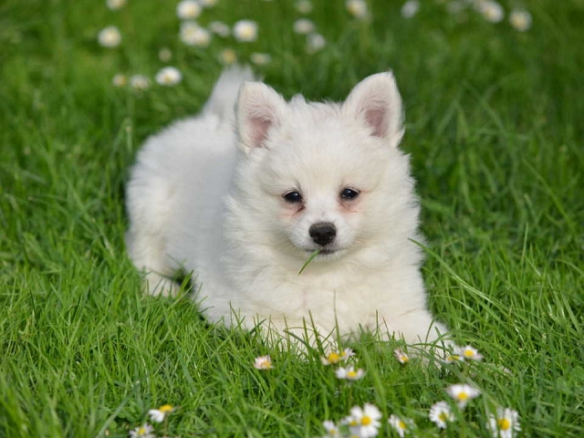 Nemački špic, štenci snežno bele boje