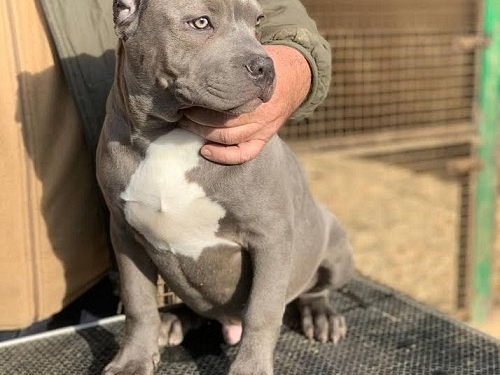 American bully XL