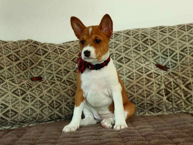BASENJI štenci, na prodaju!