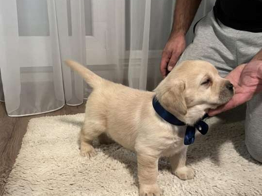 Labrador retriver, prelepi štenci