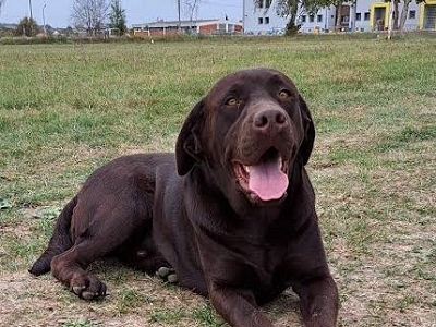 Labrador, spreman za parenje