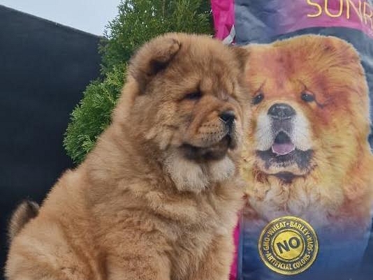 Chow chow štenci