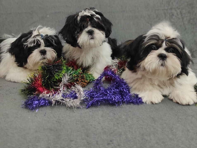 Dostupni Štenci Shih tzu rase