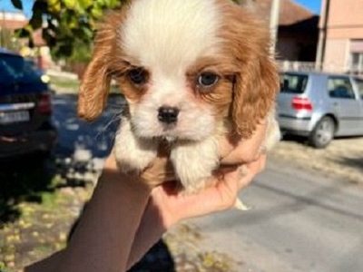 Štenci Cavalier king Charles spaniel