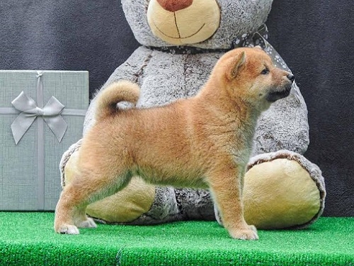 Shiba inu štenci