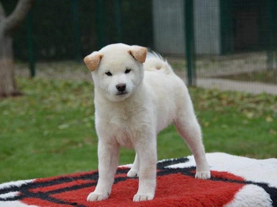 Šiba Inu ( shiba inu ) štenci