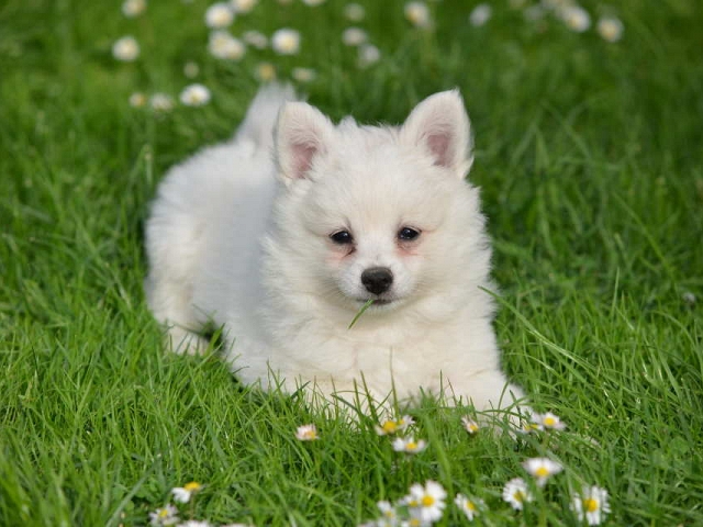 Nemački špic, štenci snežno bele boje