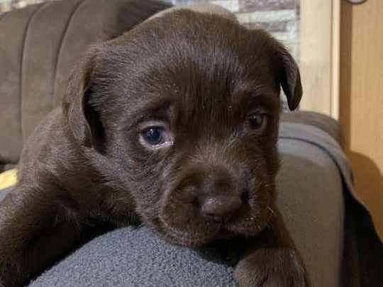 Labrador retriver štenci