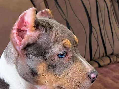 Pitbull Bluenose Blue merle štenci