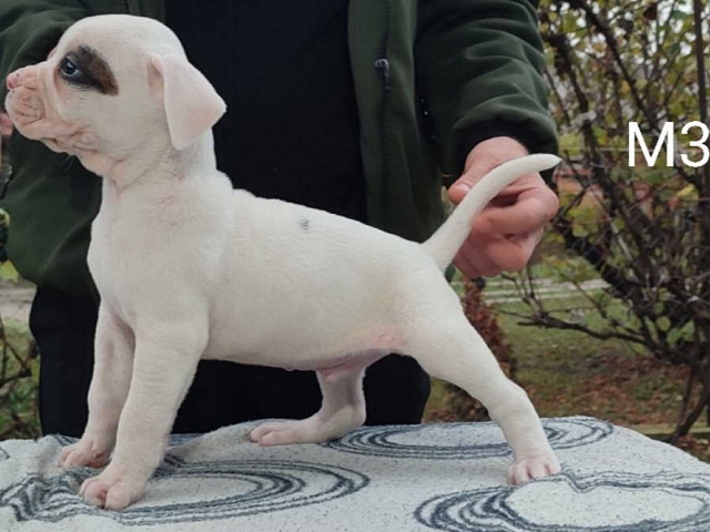Štenci Američkog buldoga sa rodovnicima