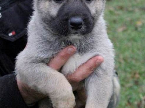 Turski Kangal štenci