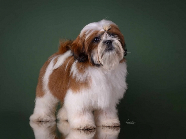 SHIH TZU kvalitetni stenci