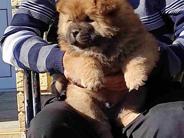 Chow Chow Cau Cau stenci oba pola