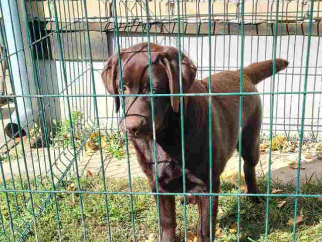 LABRADOR RETRIVERI cokoladni