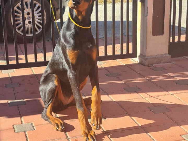 Doberman zenka od vrhunskih roditelj,stara 6 meseci