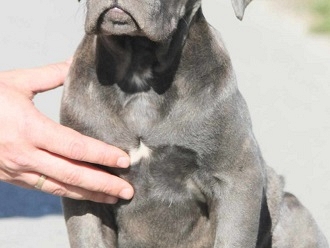 Cane Corso štenci