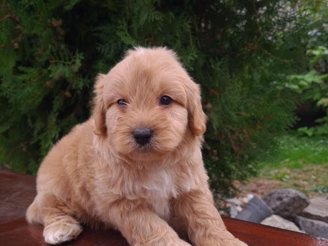 Goldendoodle