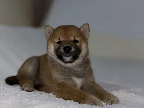 Shiba Inu štenci