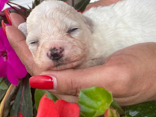 Na prodaju štenci KOVRDŽAVOG BISONA