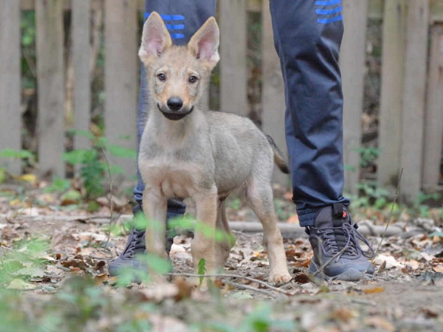 Čehoslovački vučiji pas, štenad