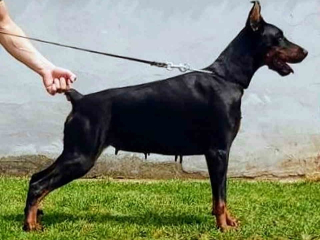 Doberman ženka na prodaju. 2,5 godine stara