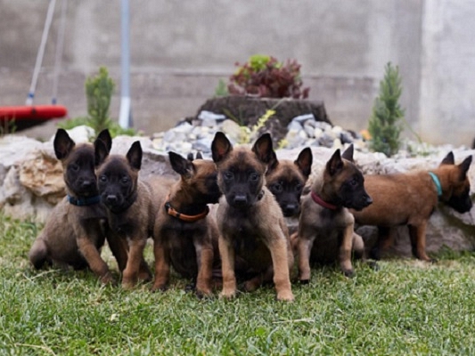 Belgijski ovčar - Malinoa