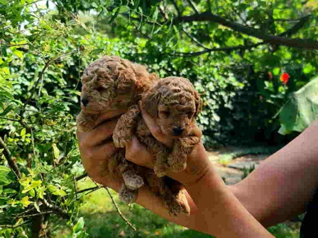 Toy i mini Pudle štenci na prodaju