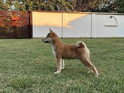 Shiba Inu štenci