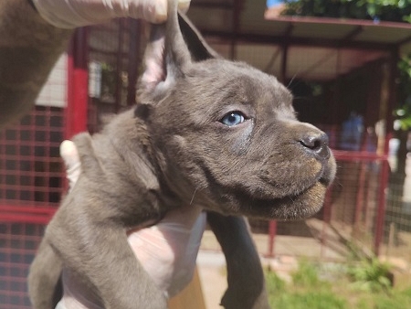 Cane Corso štenci, izvrsnog porekla
